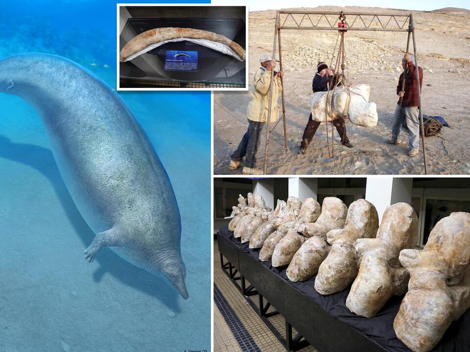 World’s heaviest animal may be ancient whale found in the desert ...