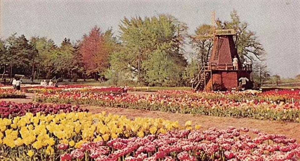 How and When 'Tulip Time' Was Created in Holland, Michigan - NewsBreak