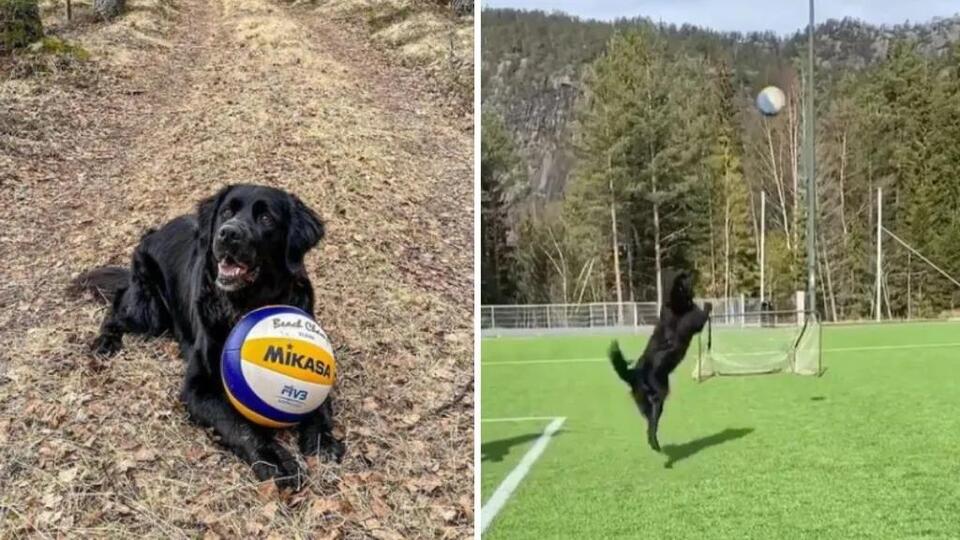 Move Over, Airbud — This Volleyball-Playing Dog Is A Pro! - NewsBreak