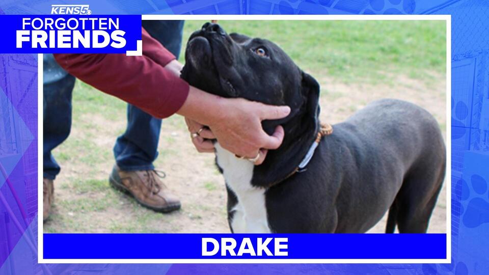 Drake's owner never showed to reclaim him, now he's in danger of being ...