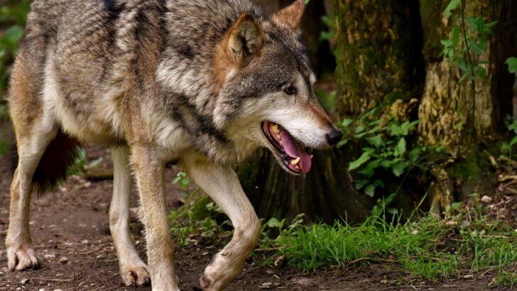 The Role of Wolves in Controlling Elk and Deer Populations - NewsBreak