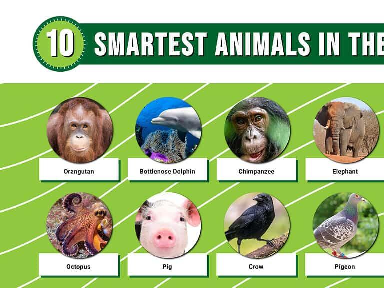The 10 Smartest Animals in the World – Updated 2024 Rankings