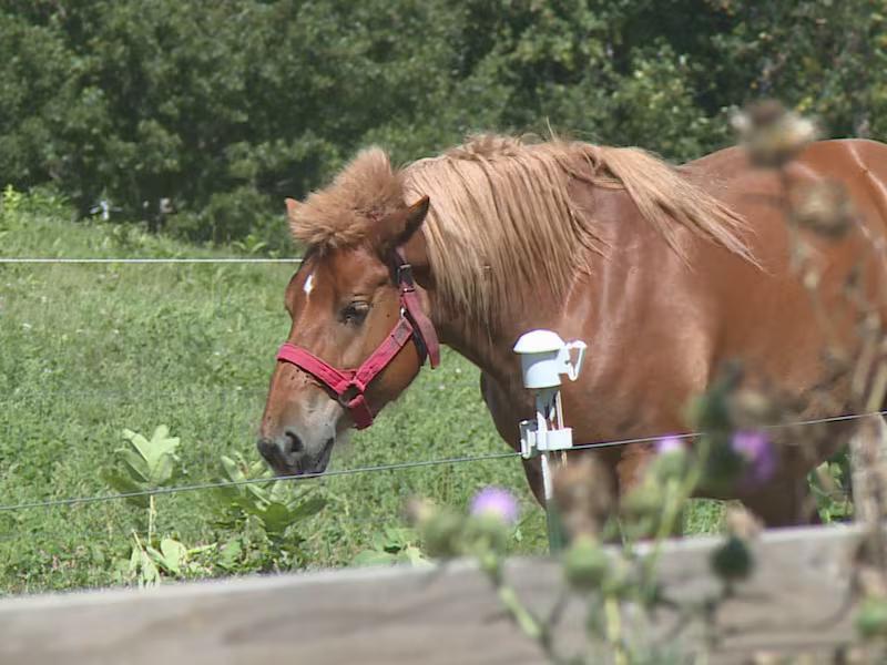 Pony Tales Refuge hosts annual trail ride