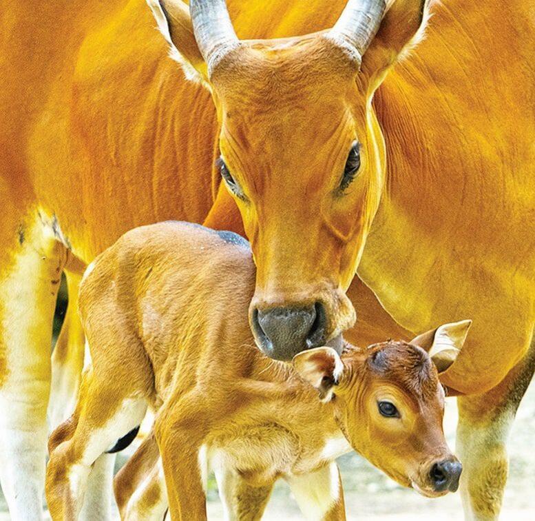 Endangered Banteng born as Zoo Miami visitors watched - NewsBreak