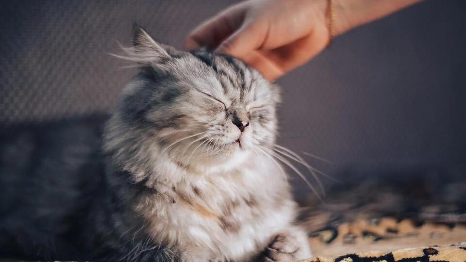 The Most Emotionally Compatible Cat Breeds for Socially Active Zodiac ...