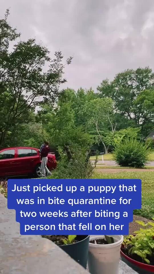 Pulled a puppy from a kill shelter - NewsBreak