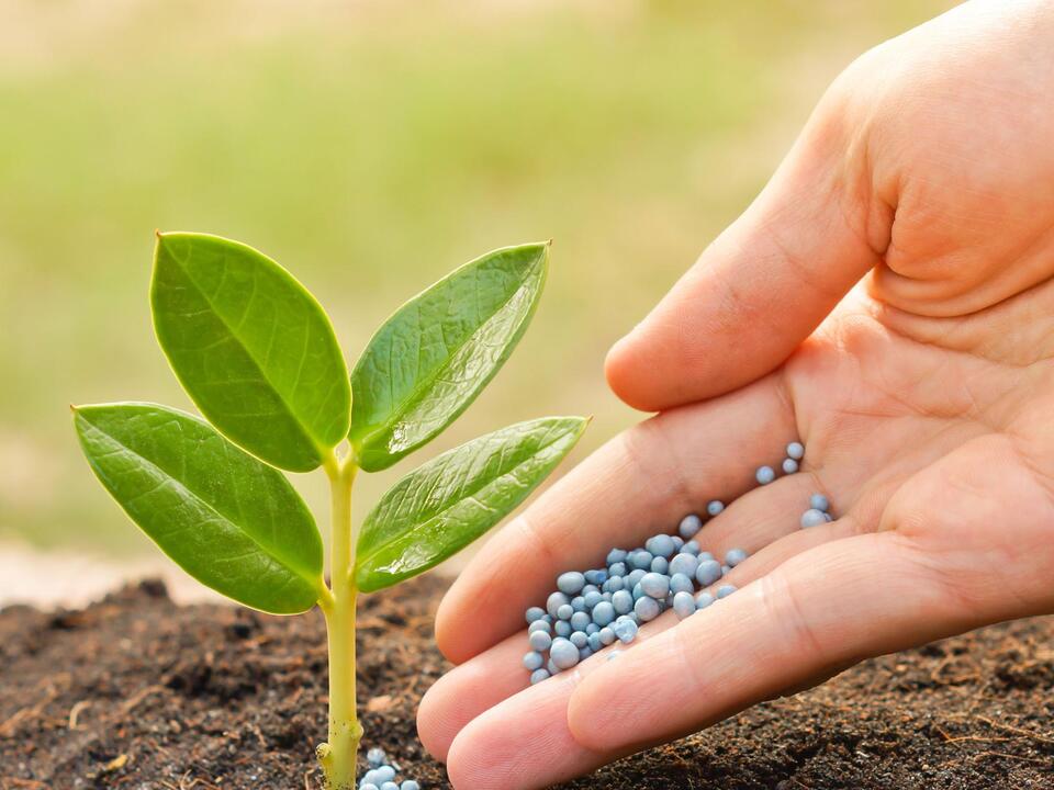 All About Fertilizer: Everything You Need To Know About Feeding Plants
