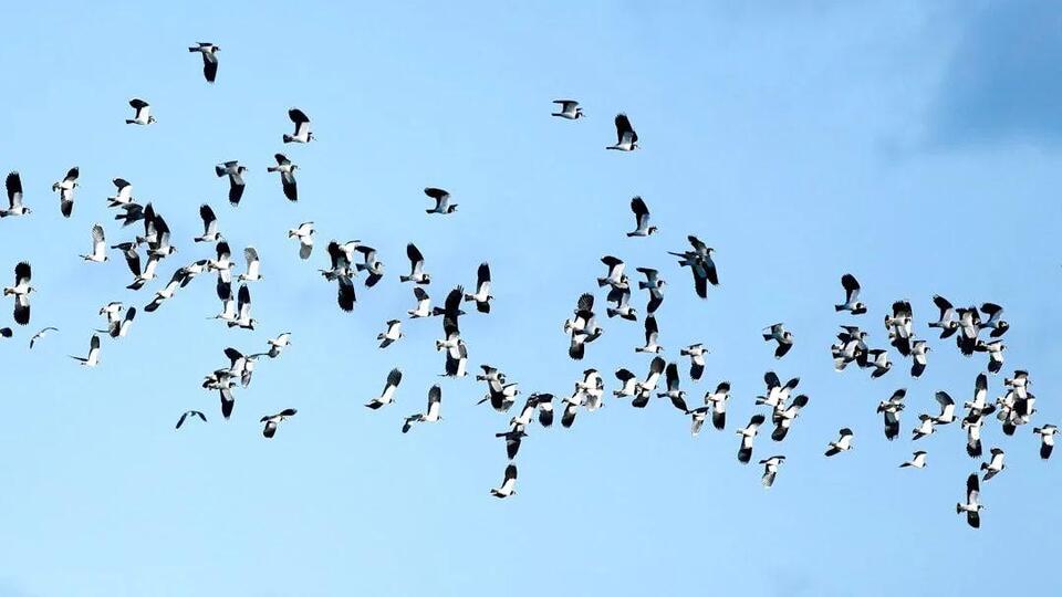 Why Do Birds Migrate Thousands of Miles Every Year? The Science ...