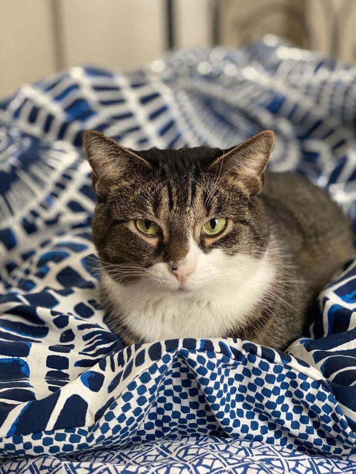 🐱 Sweet Cats in Liverpool NY Looking for Loving Homes - NewsBreak