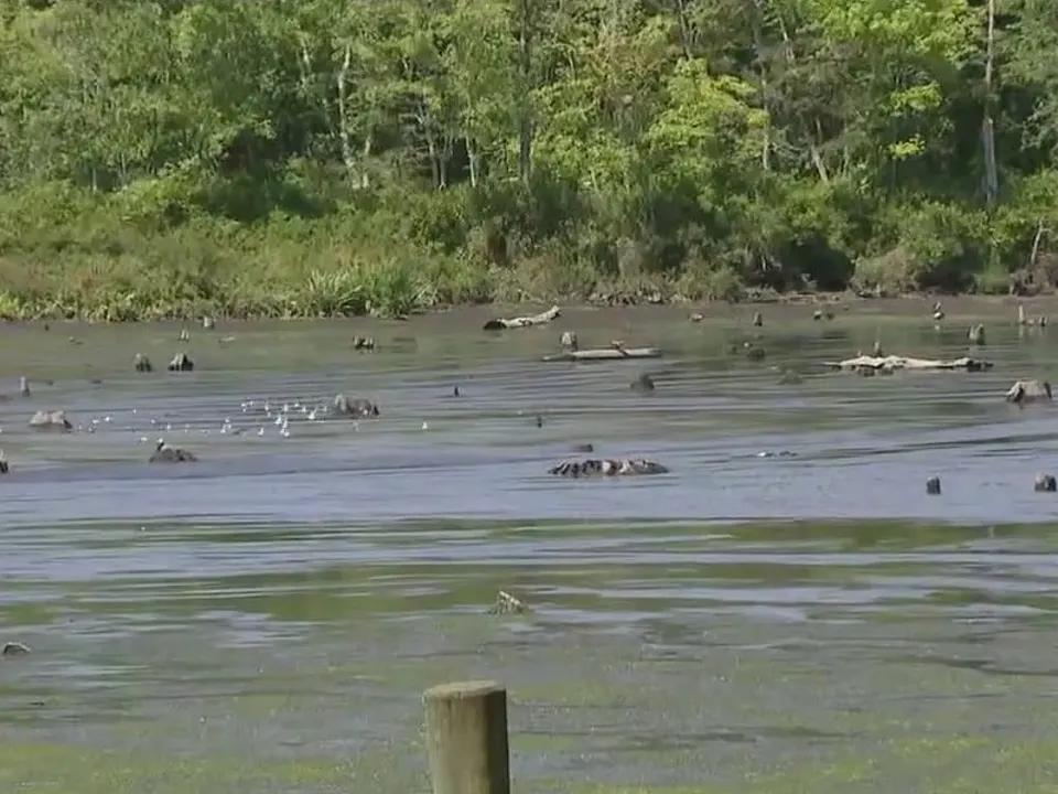 Stumps visible in Suffolk County pond