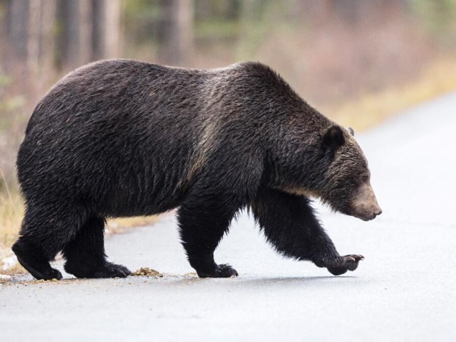 Grizzly Bear Seen Chasing Down Moose in Wild Montana Video