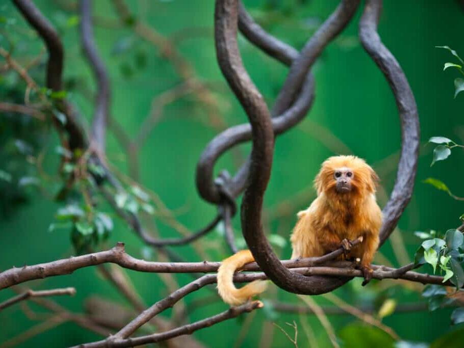 10 Incredible Monkey Facts