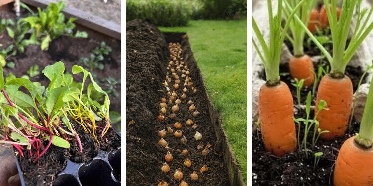 7 Vegetables You Can Still Plant in December (By USDA Zone) - NewsBreak