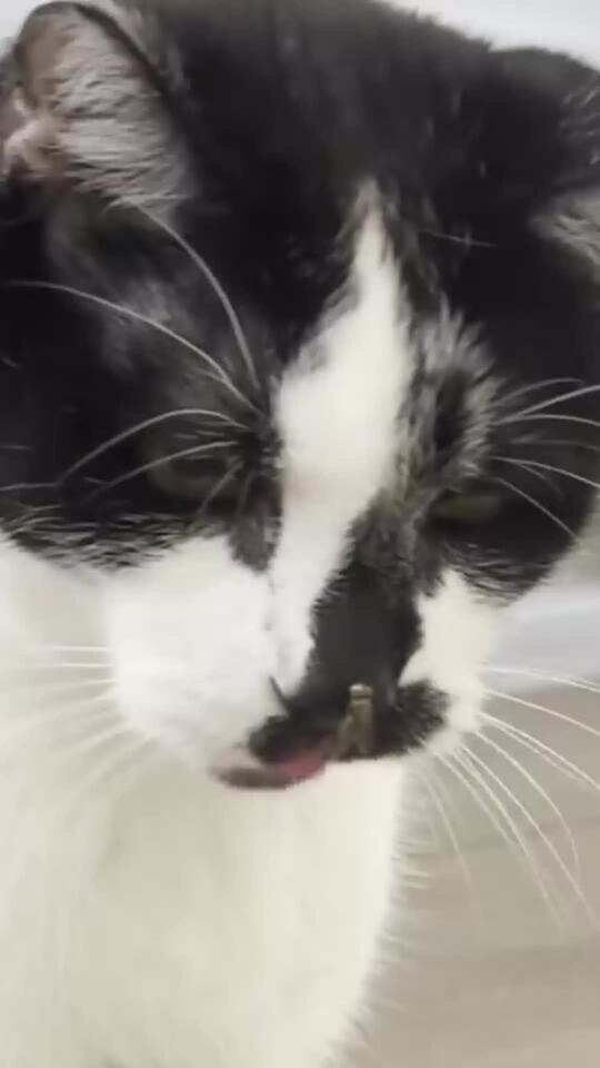 Funny Cat Fights with Pesty Fly - NewsBreak