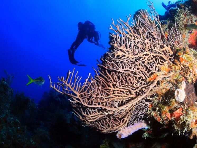 New artificial reefs program set to begin with project off Key West
