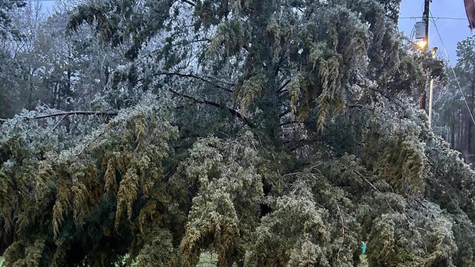Hundreds of ice-covered trees fall onto roads in Newton, Jasper County ...