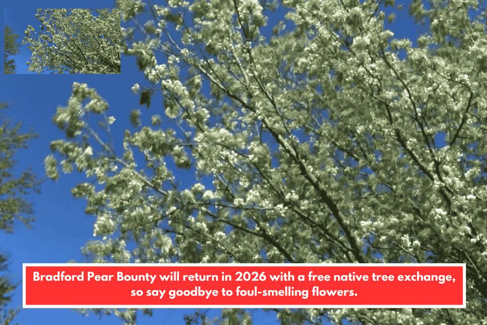 Bradford Pear Bounty will return in 2026 with a free native tree ...
