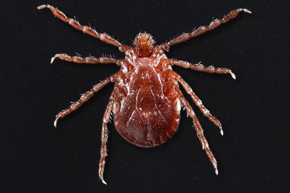 Tick Takeover: Pleasure Beach Shuts Down For 2025 As Invasive Insects ...