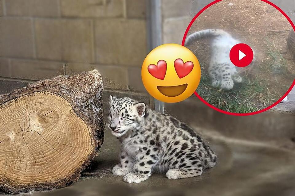 Newest Addition to the Como Zoo Makes Her First Appearance - NewsBreak