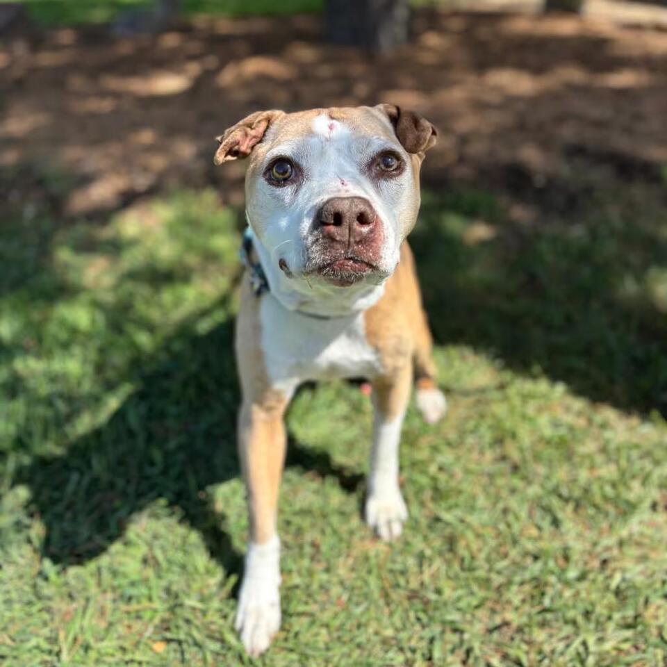🐶 Playful, Gentle & Loyal Dogs Ready for Adoption in Fargo - NewsBreak