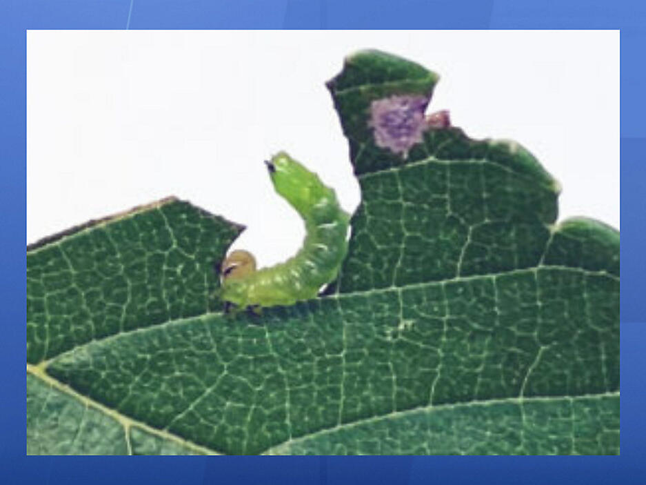 New invasive insect found in Wisconsin