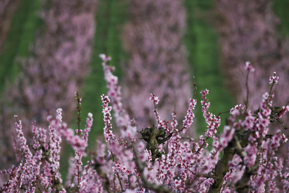 Is spring really, finally here? What to know about the vernal equinox ...