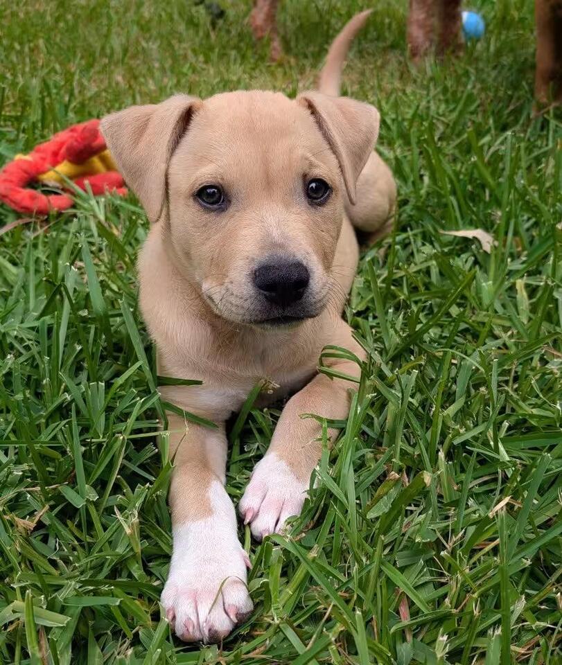 🐶 Playful Puppies & Sweet Seniors Ready for Adoption in New Bern ...