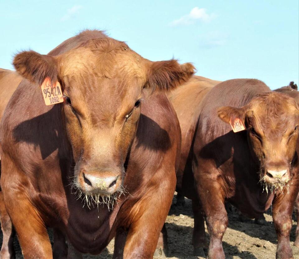 Cattle Markets Rally in Front of Cattle on Feed | 01/23/2026 - NewsBreak