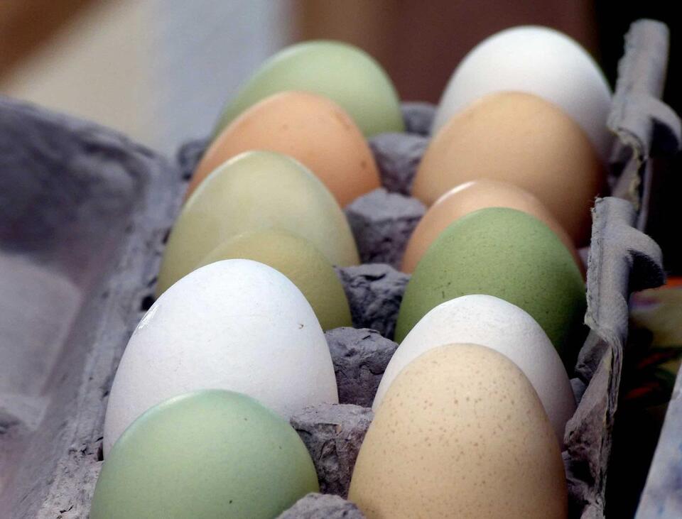 Chicken Egg Color Chart For Easy Identification - NewsBreak