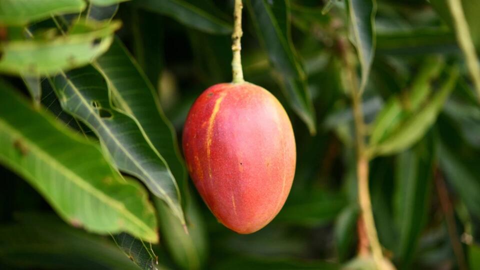 How to Plant, Grow, and Care for ‘Glenn’ Mango Trees - NewsBreak