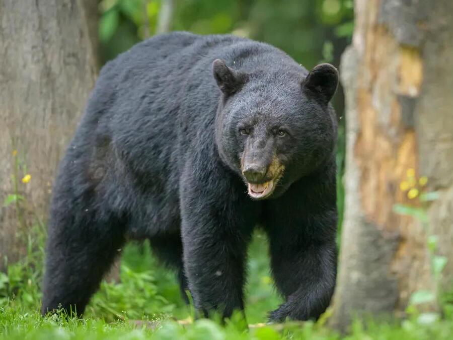 Black bear spotted roaming New Jersey town, residents encourage not to ...