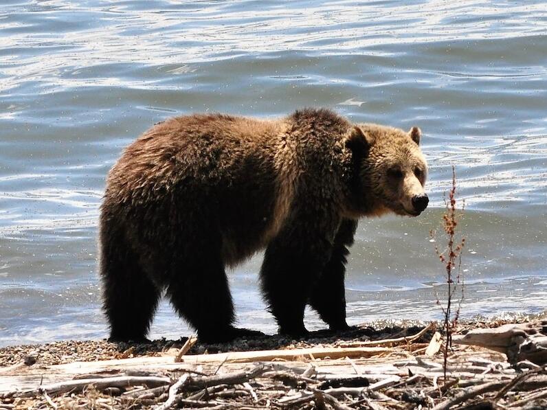 Bear hunters will have new rules regarding grizzly bears starting Sept ...