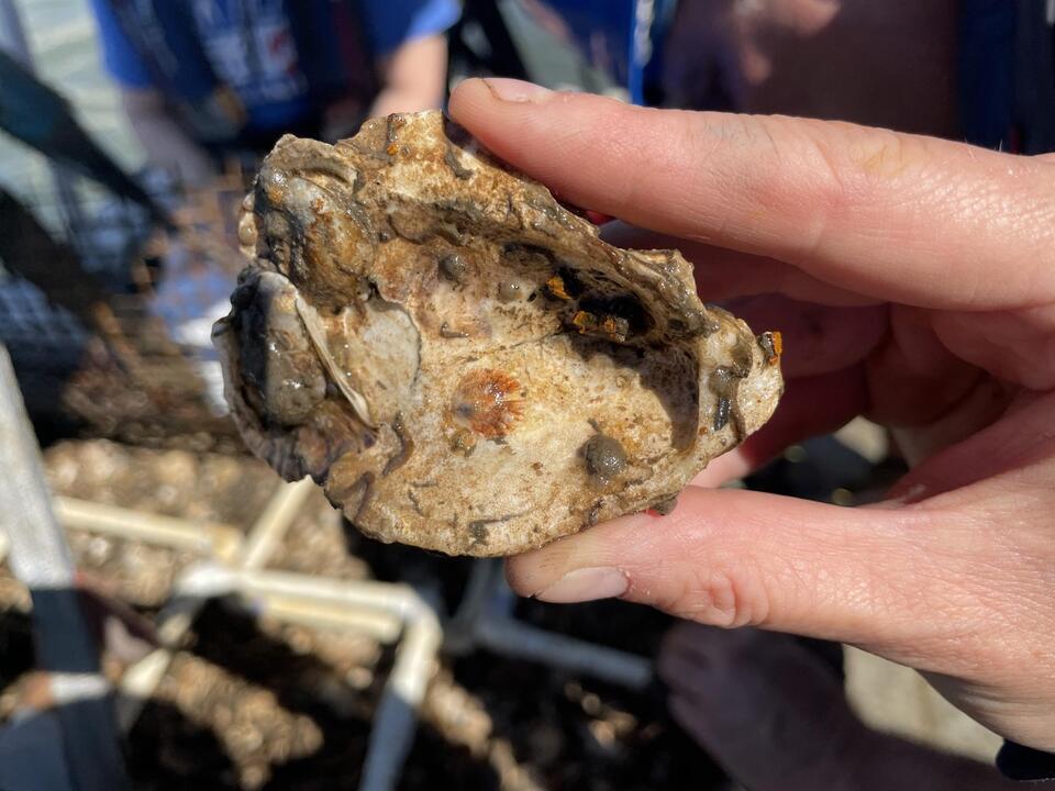 Effort to restore NY Harbor's oyster population encounters problem ...