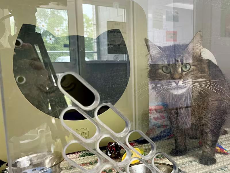 UPAWS waives cat adoption fees through June
