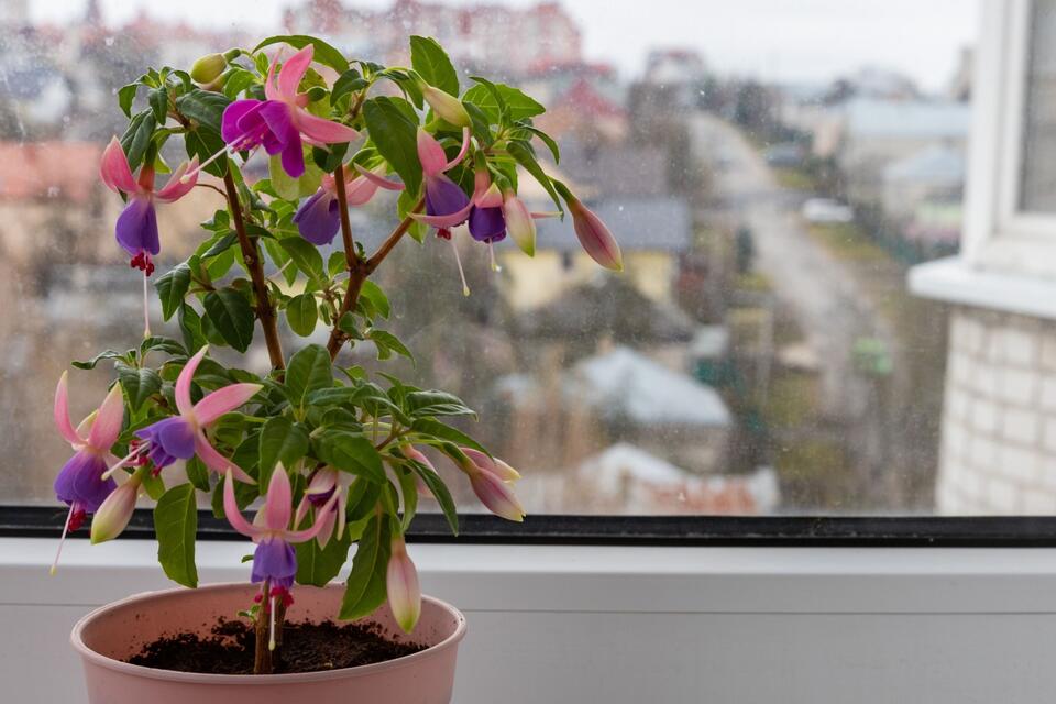 12 Annuals To Move Indoors Before Cold Weather Hits In Michigan - NewsBreak