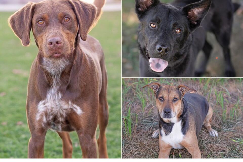 Urgent Dogs of Texas: How You Can Make a Tail-Wagging Difference - NewsBreak