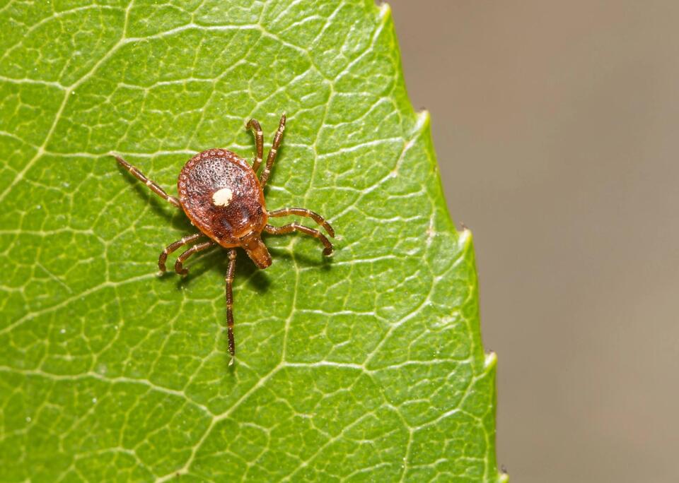 11 tick-borne illnesses and what to watch out for during your outdoor ...