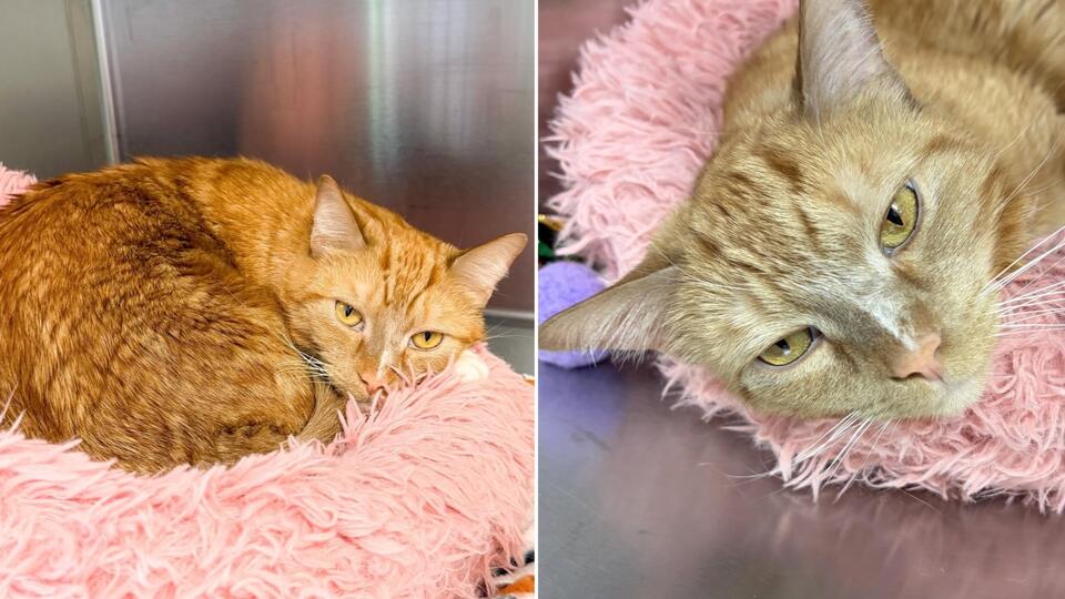 Meet George: A Gentle 7-Year-Old Cat Still Waiting for Someone to Call ...