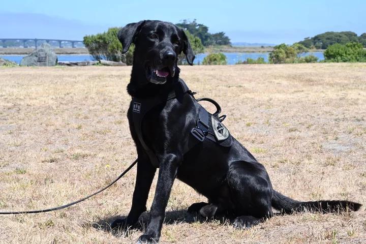 K-9 Unit ‘Bodhi,’ a Sniff-Dog Pledged to the Eureka Police, Has Retired ...