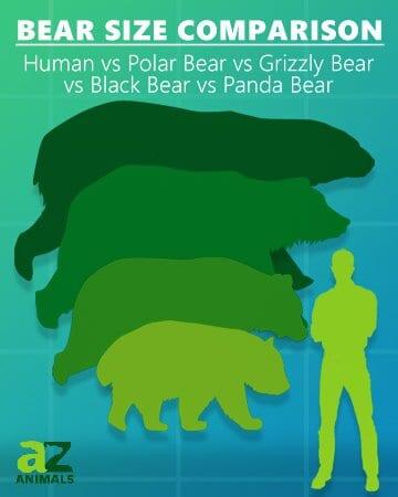 Bear Size Comparison: How Big are Different Bears? - NewsBreak