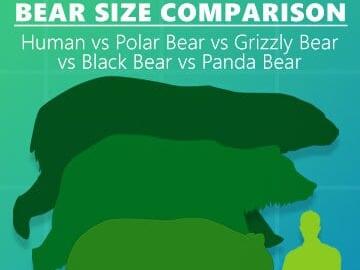 Bear Size Comparison: How Big are Different Bears?