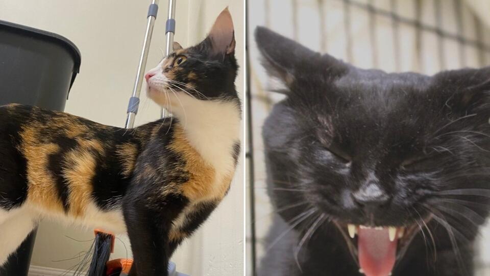 Local Animal Shelter Overrun: 50+ Cats Need Families Now - NewsBreak