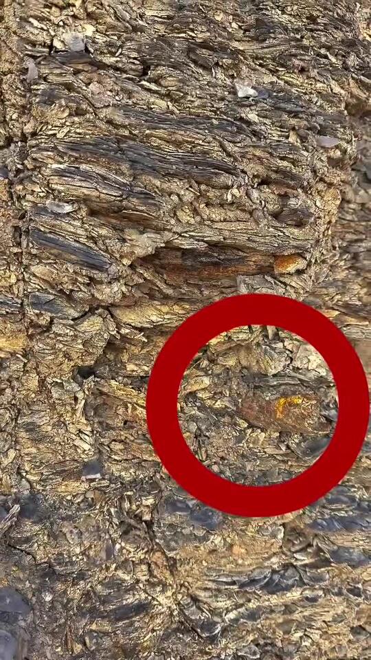 Exposing a perfect Jurassic Belemnite (Squid - like creature) which was ...