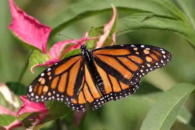 Butterfly effect? NALC webinar will discuss impacts of listing monarch ...