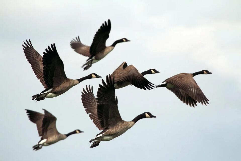 Goose Hunting Season in Iowa: Dates, Bag Limits, and Top Zones ...