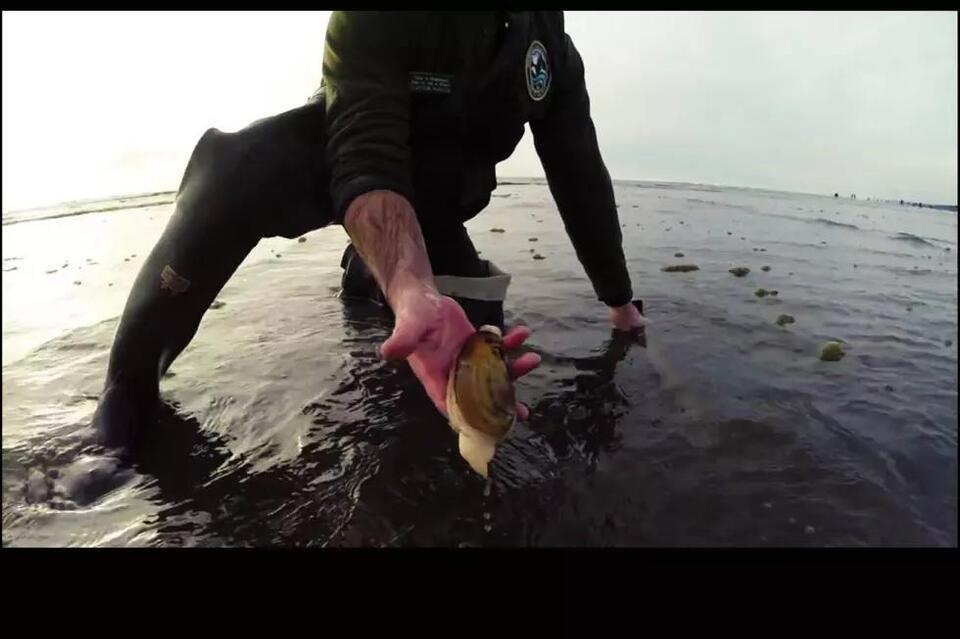 WDFW Approves Razor Clam Digs: Dates, Locations, And Tips Revealed ...