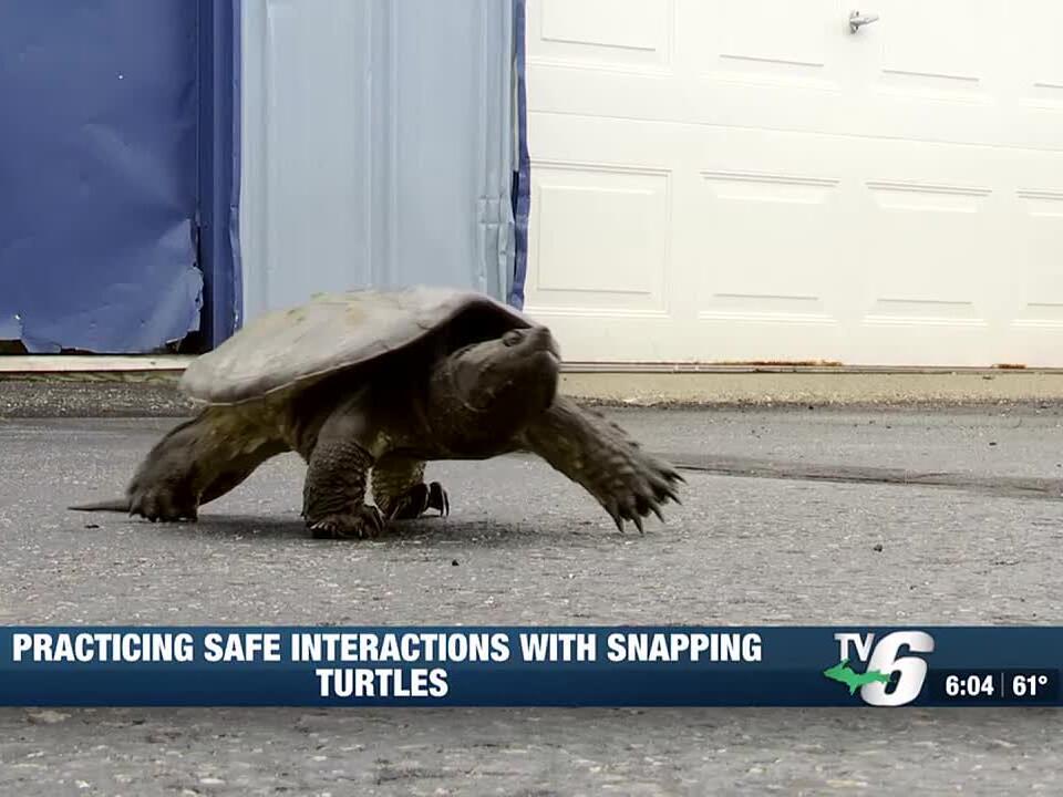 DNR gives advice on what to do if you see a snapping turtle