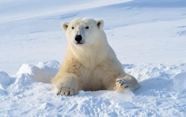 International Polar Bear Day: DNA proves Irish brown bears related to ...