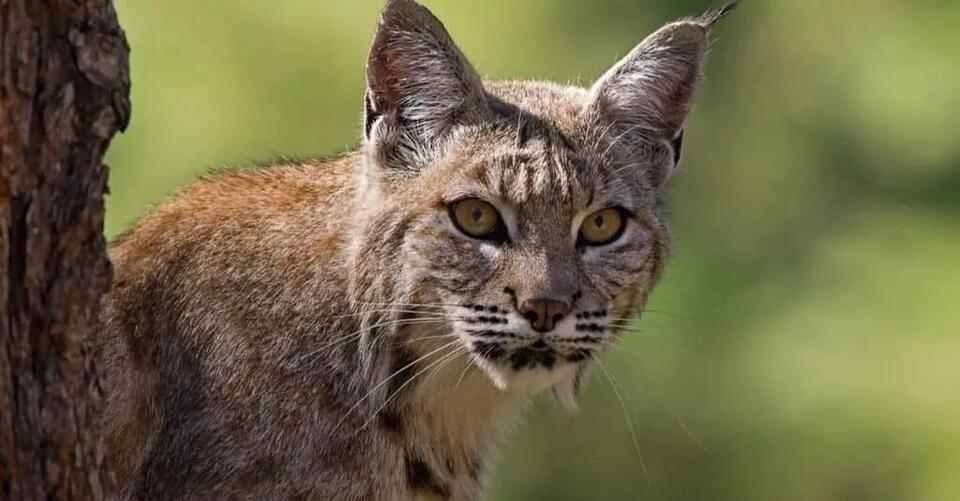 Can Bobcats in Georgia Breed with Domestic Cats? - NewsBreak