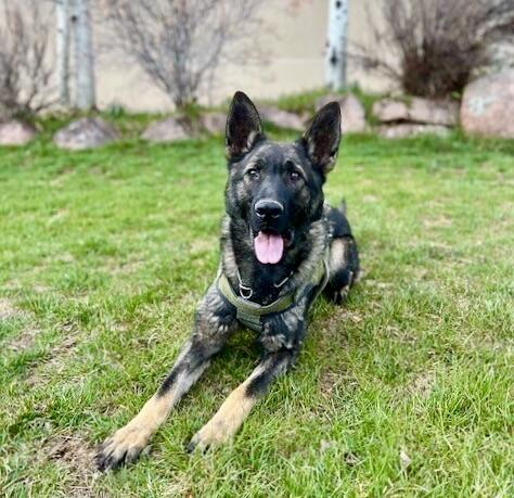 K9 Apollo joins Grand County Sheriff’s Office - NewsBreak